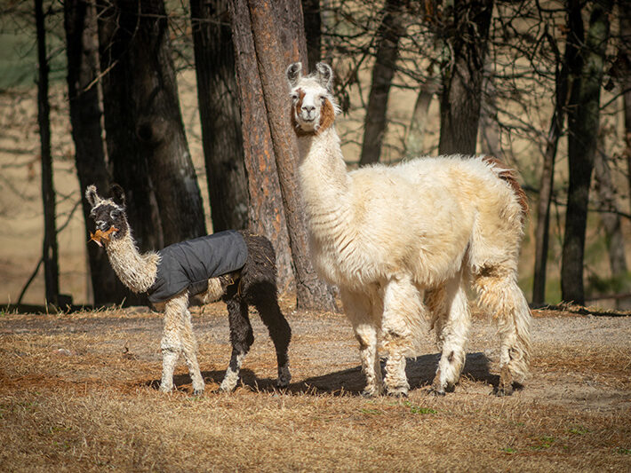 What is the Story Behind the Talamore Llamas | Llamas Caddies